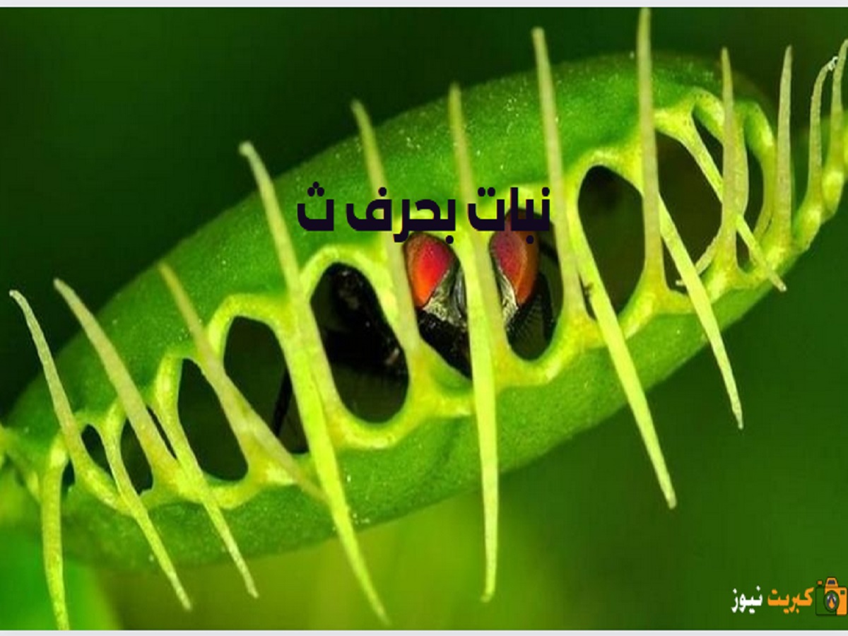 اسم نبات بحرف ث أسماء نباتات بحرف الثاء 2024 كبريت نيوز