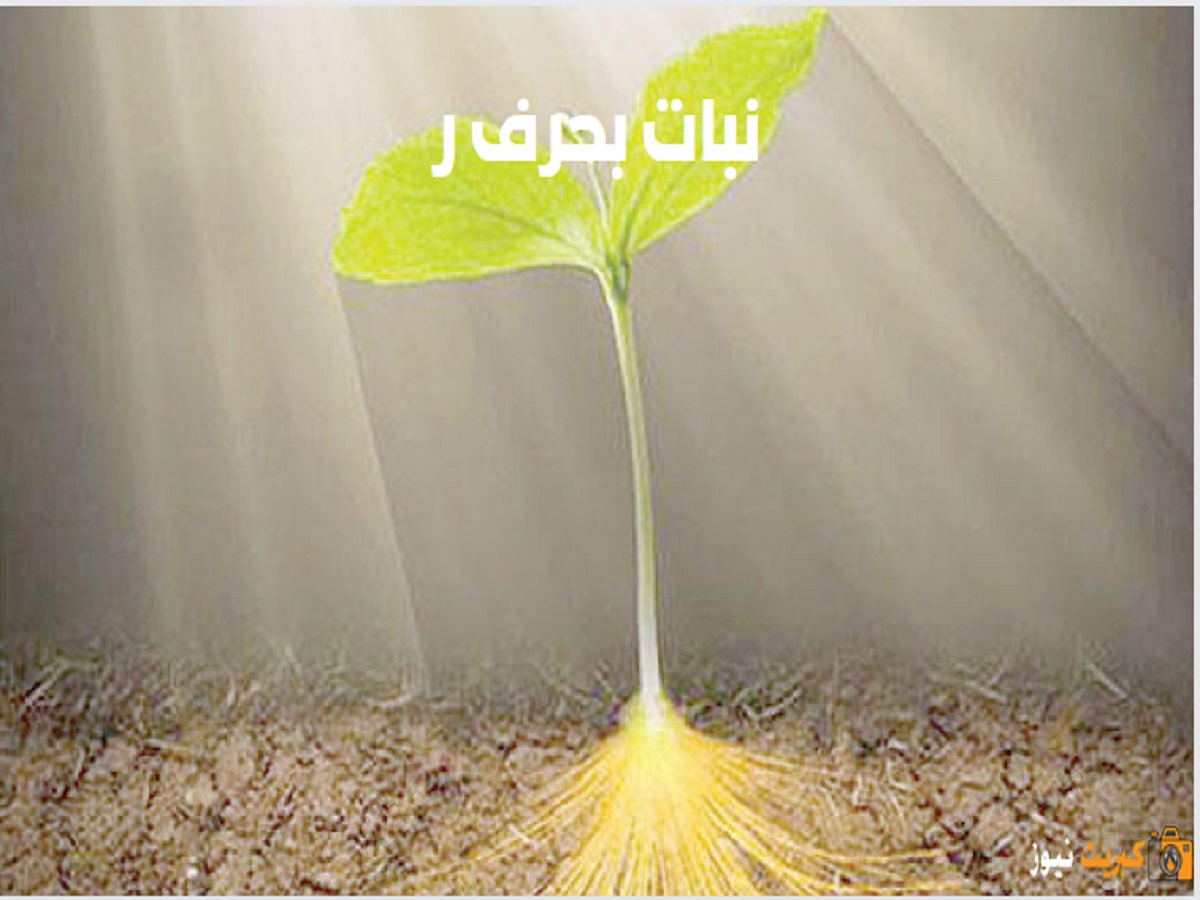 اسم نبات بحرف ر أسماء نباتات بحرف الراء 2024 كبريت نيوز