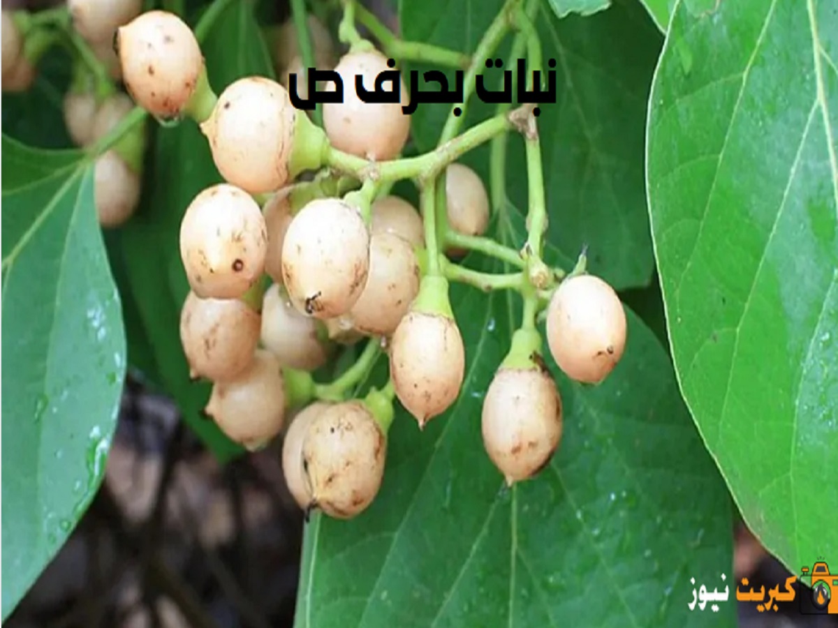 اسم نبات بحرف ص أسماء نباتات بحرف الصاد 2024 كبريت نيوز
