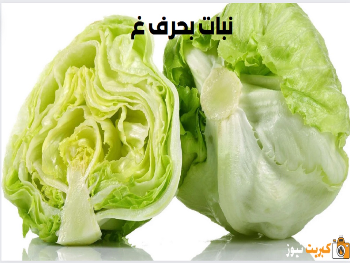 اسم نبات بحرف غ أسماء نباتات بحرف الغين 2024 كبريت نيوز